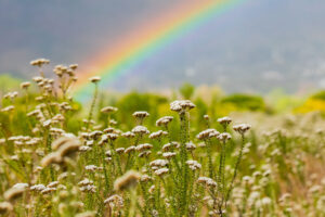 Over the Rainbow – Main Line Singers